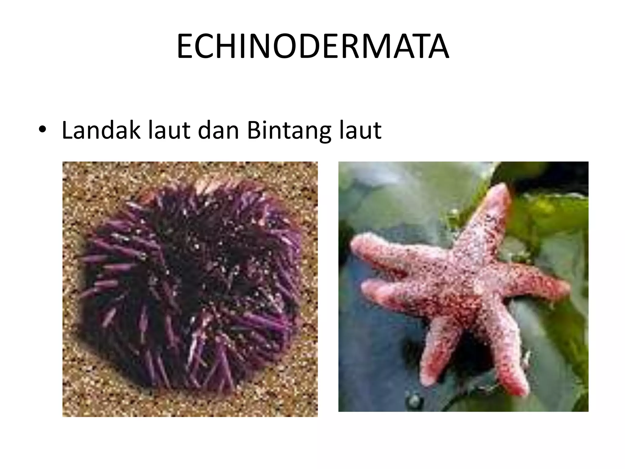 Presentations of echinodermata | PPTX