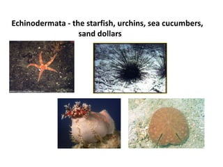 Presentations of echinodermata | PPT