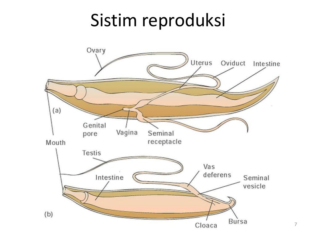 Presentations of nemathelminthes