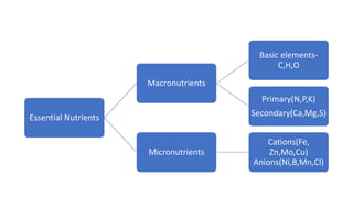 soil-micronutrients.pptx