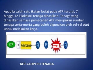 Presentation sport science(sistem aerobik oksigen) | PPTX