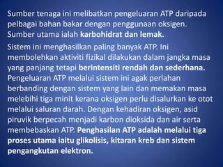 Presentation sport science(sistem aerobik oksigen) | PPTX