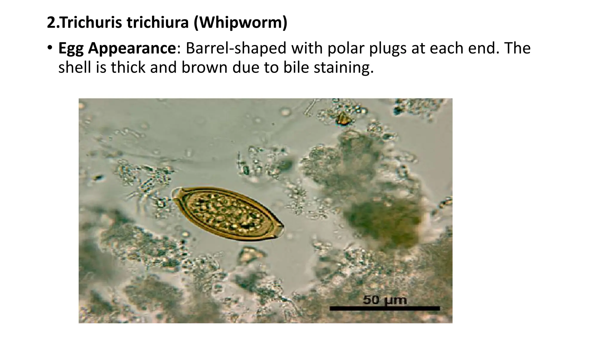 explained procedures for stool sample analysis | PPTX