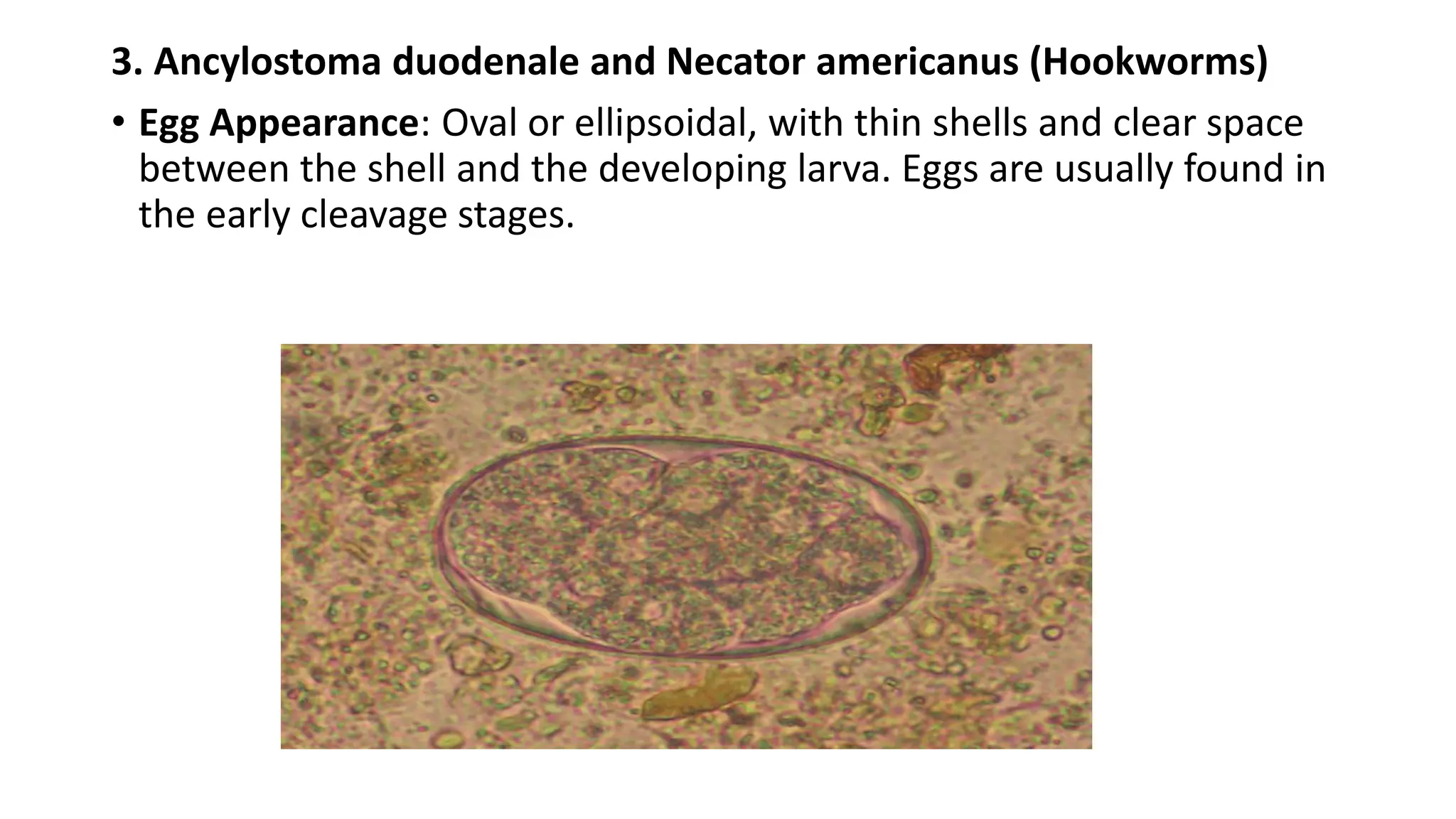 explained procedures for stool sample analysis | PPTX