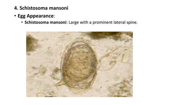 explained procedures for stool sample analysis | PPT