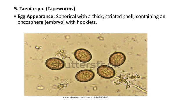explained procedures for stool sample analysis | PPT