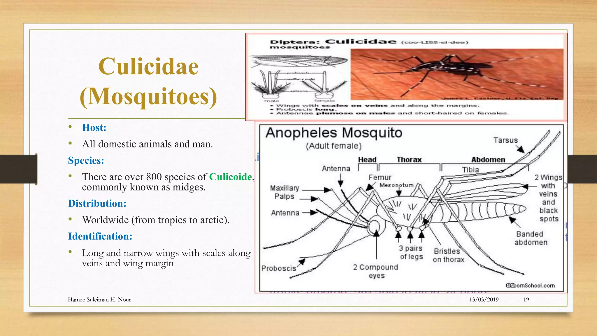 Common structure of fly | PPT