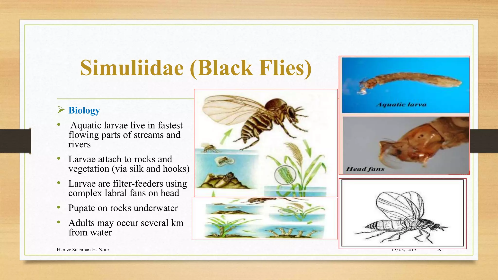 Common structure of fly | PPT
