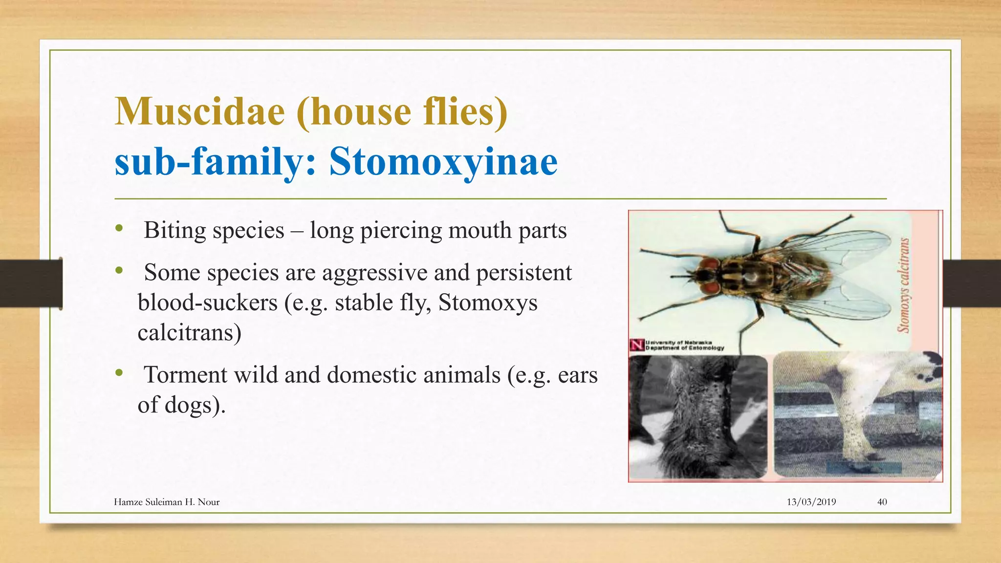 Common structure of fly | PPT