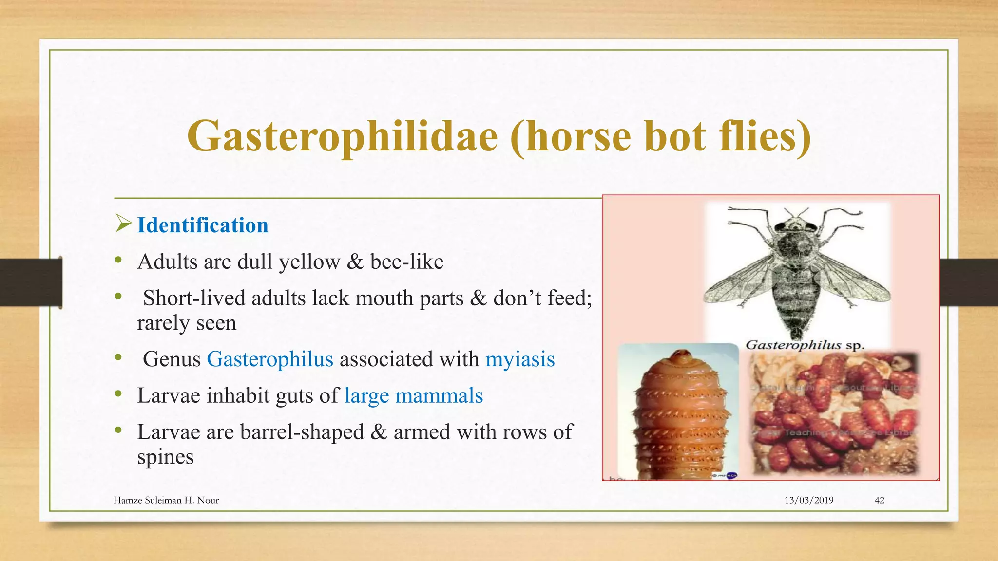 Common structure of fly | PPT