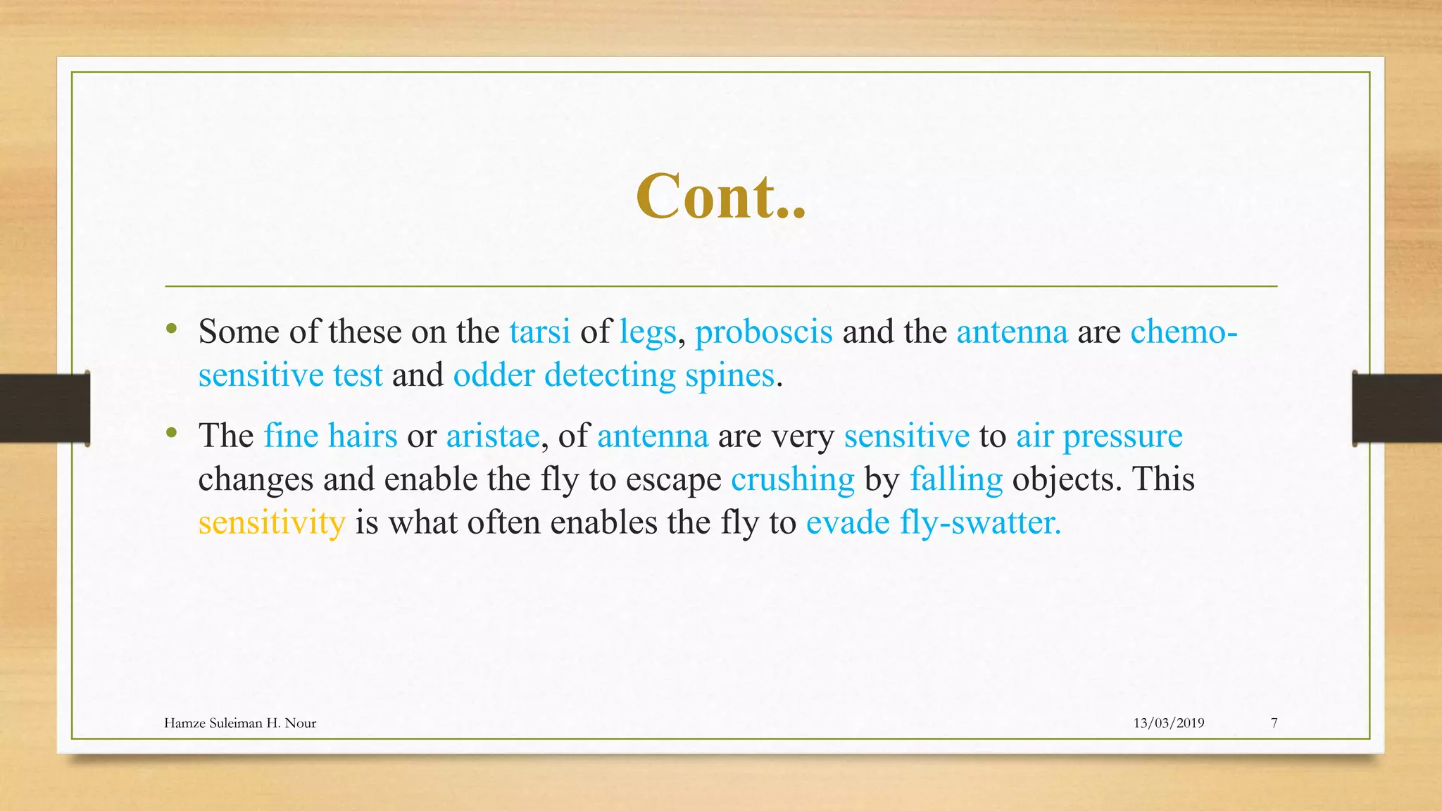 Common structure of fly | PPT