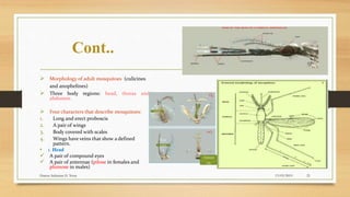 Common structure of fly | PPTX