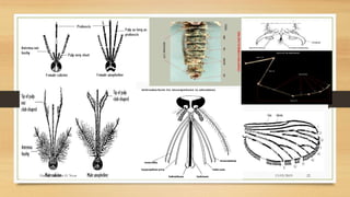 Common structure of fly | PPTX
