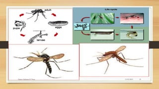 Common structure of fly | PPTX