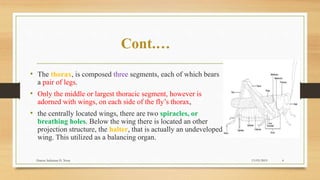 Common structure of fly | PPTX