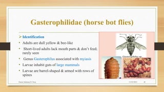 Common structure of fly | PPTX