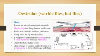 Common structure of fly | PPTX