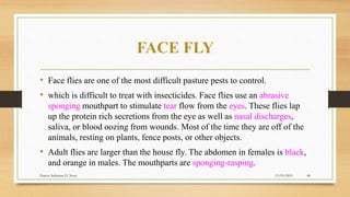 Common structure of fly | PPTX