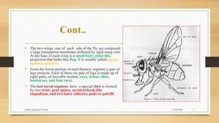 Common structure of fly | PPTX