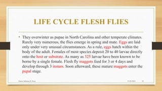 Common structure of fly | PPTX