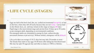 Common structure of fly | PPTX