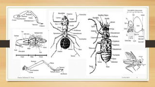 Common structure of fly | PPTX