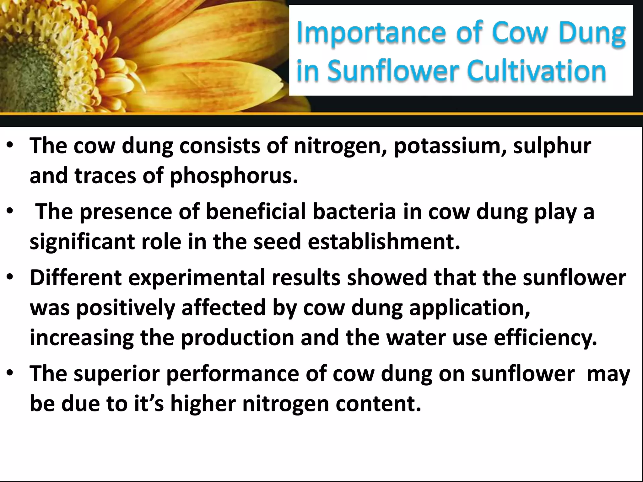 presentation sunflower.pptx