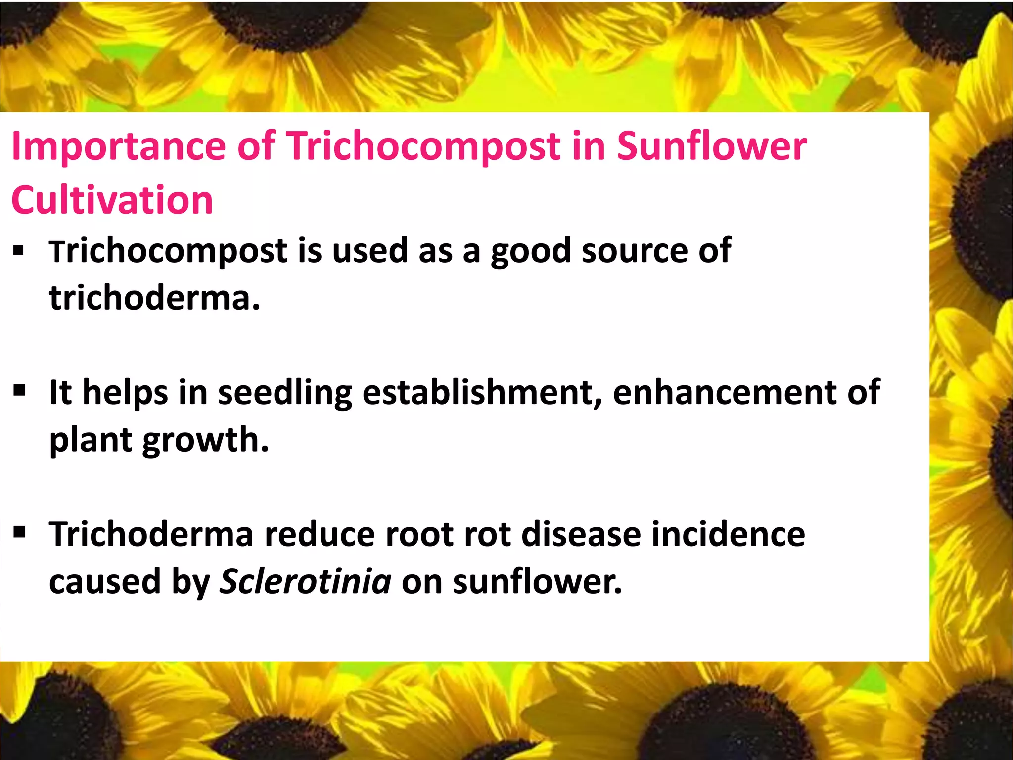 presentation sunflower.pptx