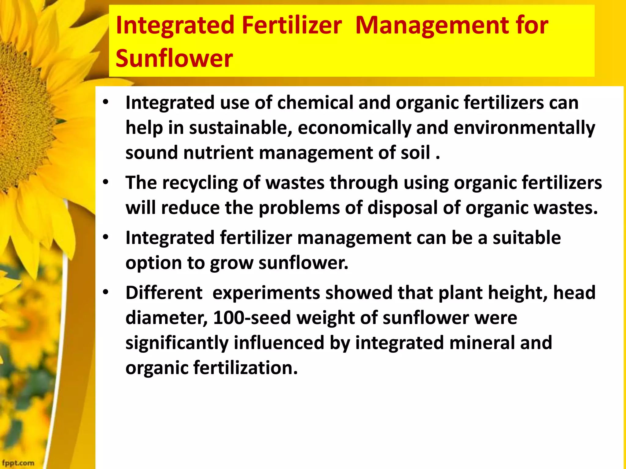 presentation sunflower.pptx