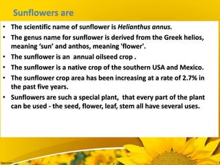 presentation sunflower.pptx