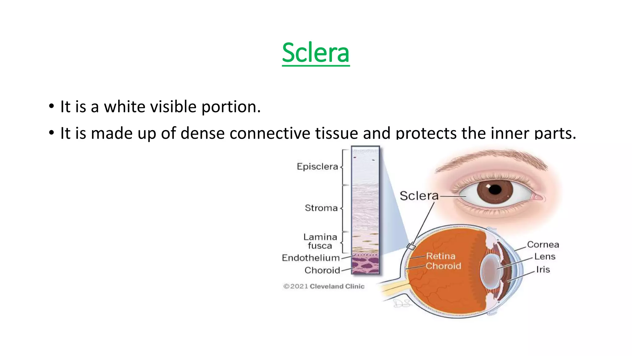 Ocular anatomy | PPTX