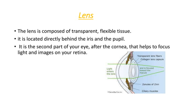 Ocular anatomy | PPT