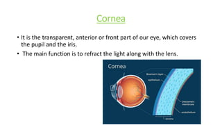 Ocular anatomy | PPT