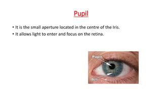 Ocular anatomy | PPT