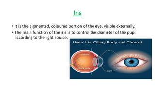 Ocular anatomy | PPT
