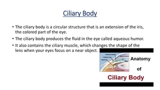 Ocular anatomy | PPT