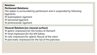 Gross anatomy of spleen location and blood supply.pptx