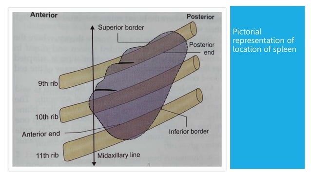 Gross anatomy of spleen location and blood supply.pptx