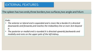 Gross anatomy of spleen location and blood supply.pptx