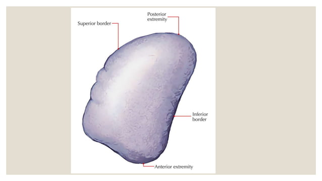 Gross anatomy of spleen location and blood supply.pptx
