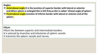 Gross anatomy of spleen location and blood supply.pptx