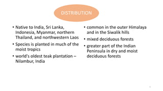 Teak ( Tectona grandis ) vs Balck siris ( albizia odoratissima ) | PPTX