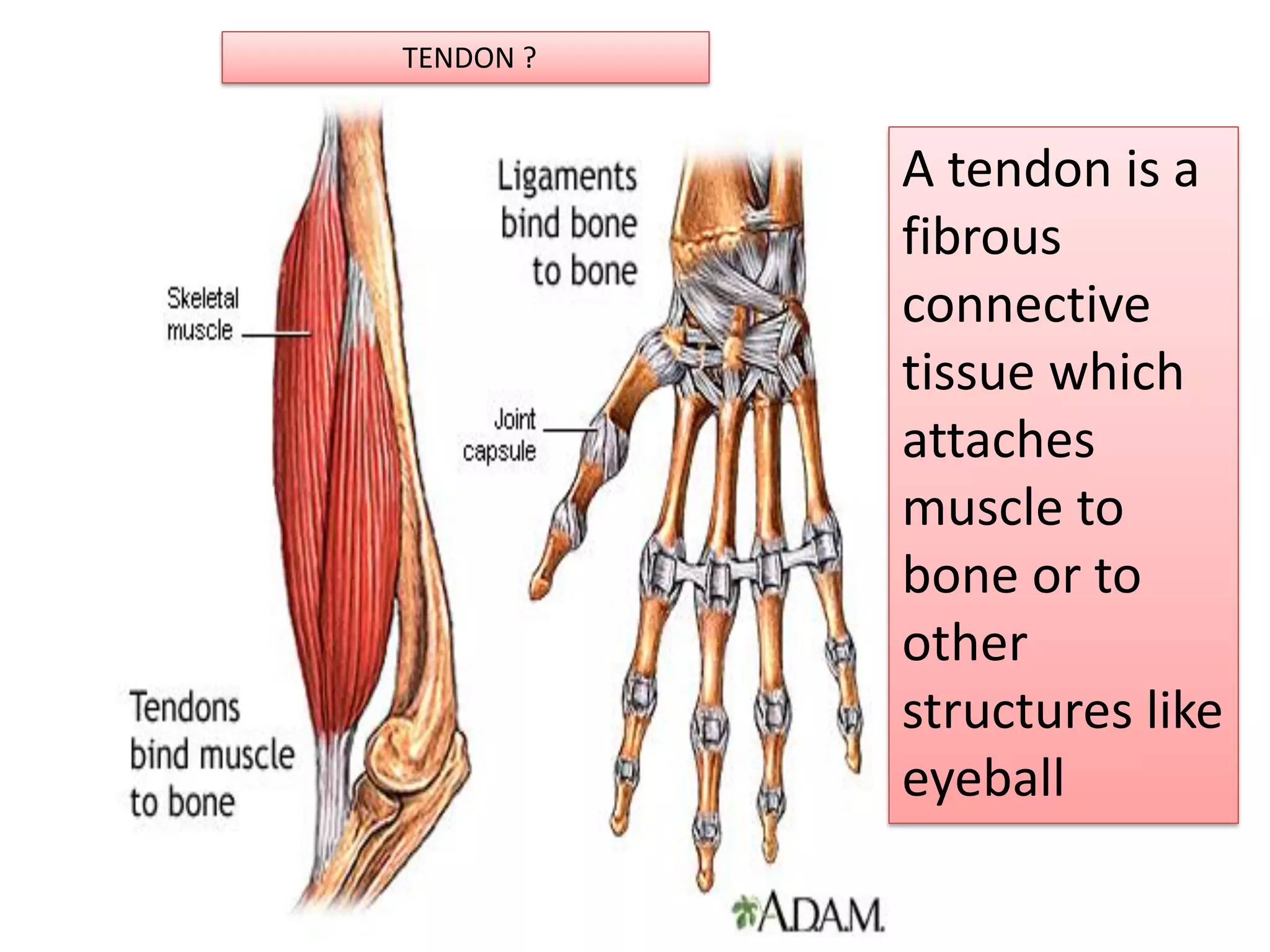 Presentation tendinopathy (1) (1).pdf