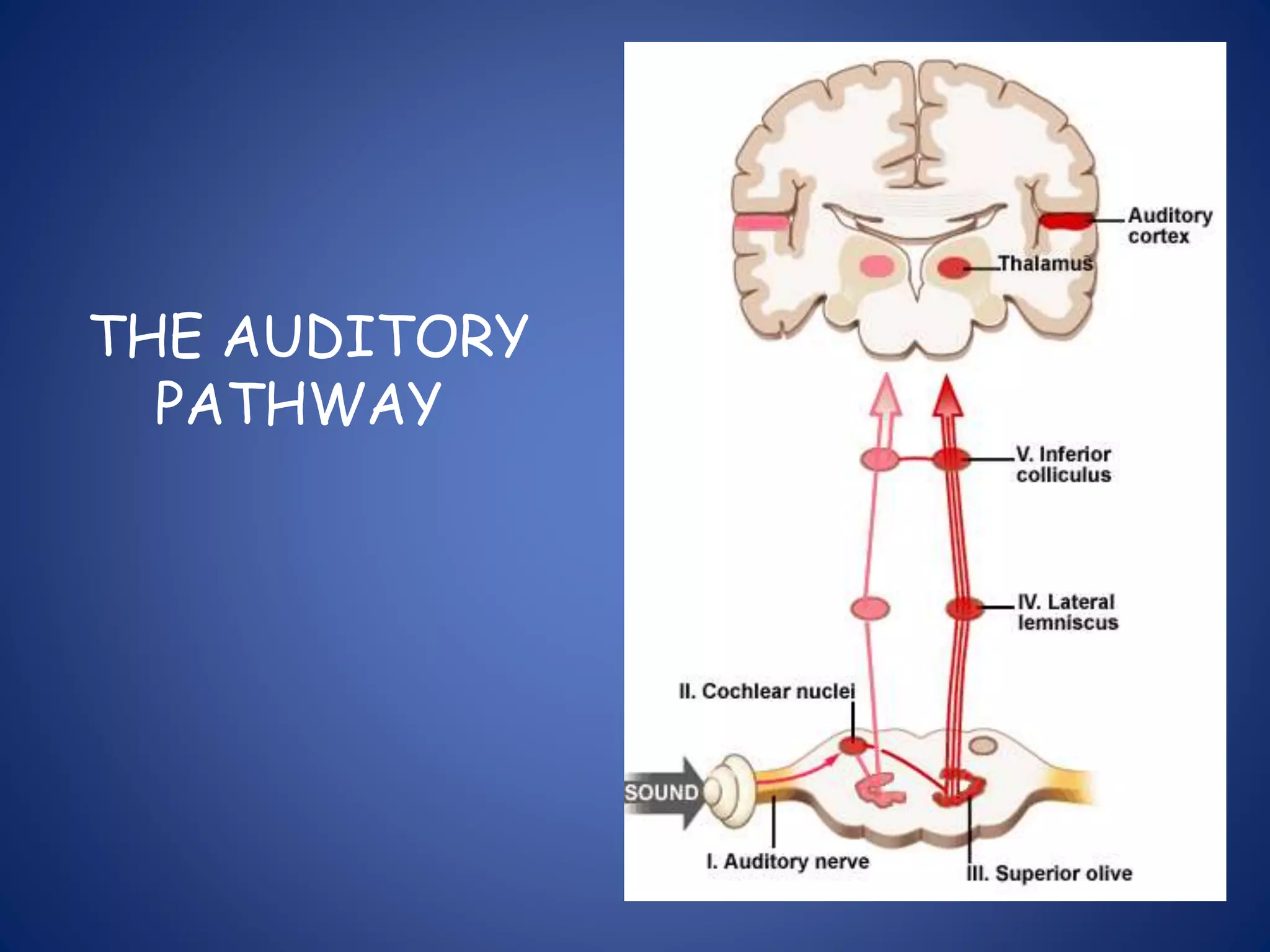 TESTS FOR AUDITORY ASSESSMENT | PPTX