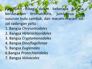 Presentation thallophyta | PPTX