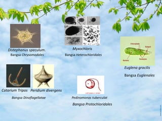 Presentation thallophyta | PPTX
