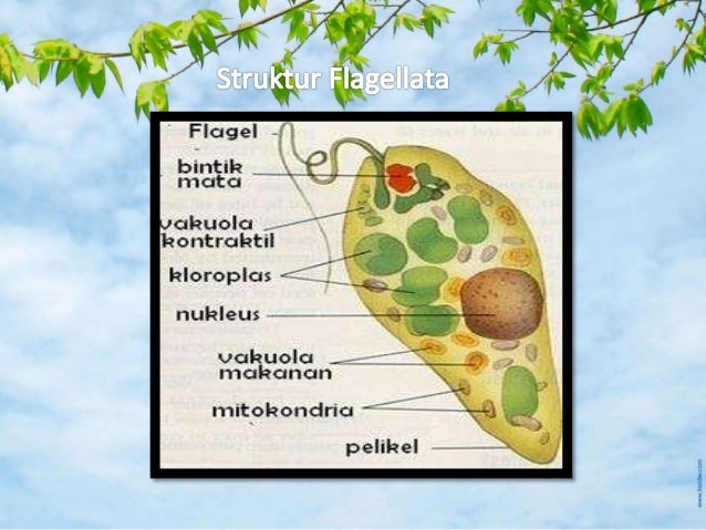 Presentation thallophyta