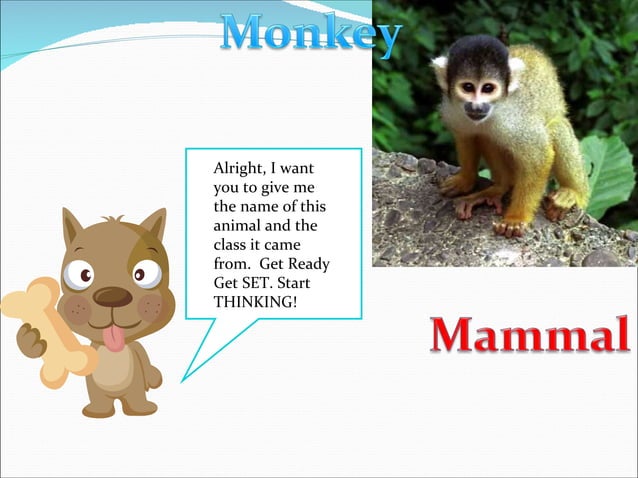 The Animal Kingdom Game | PPT