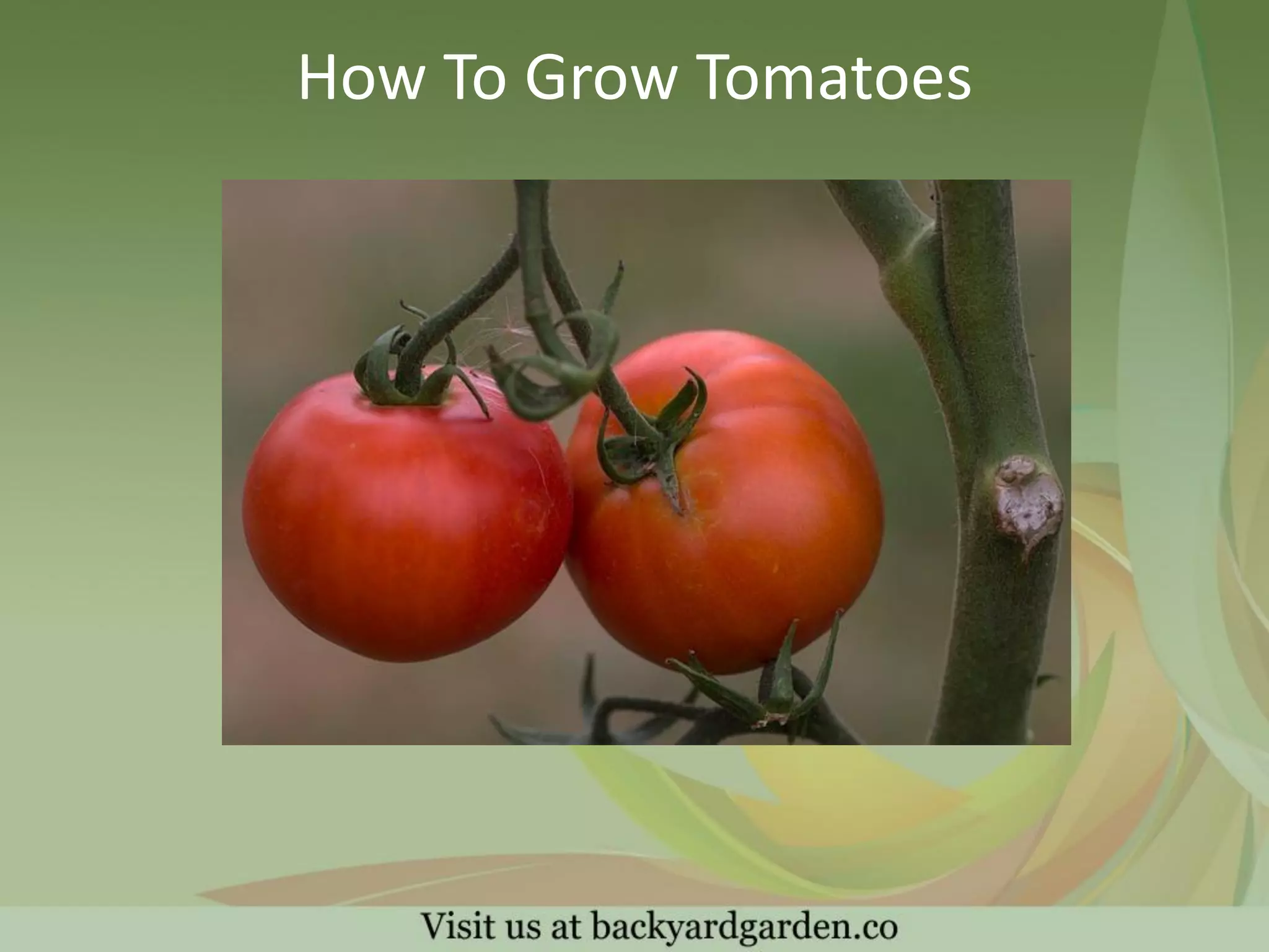 How To Grow Tomatoes | PDF