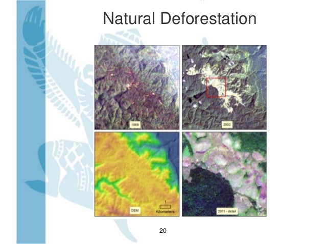 Mapping Forest Loss and Degradation Using Satellite Imagery